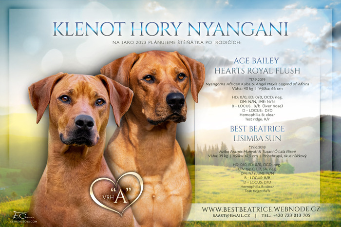 Vrh A :: Best Beatrice - Rhodéský ridgeback